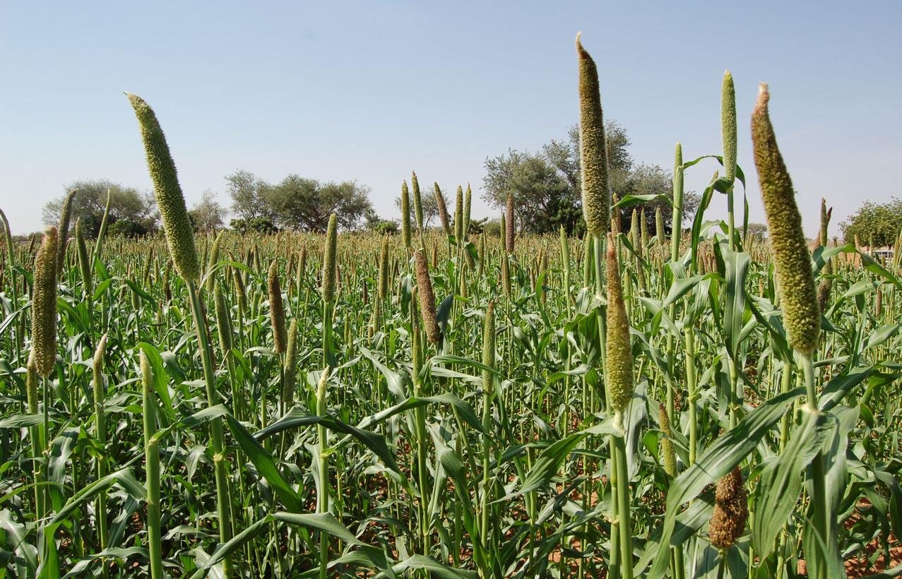 Le mil, une céréale millénaire au cœur de l’Afrique de l’Ouest - Les ...